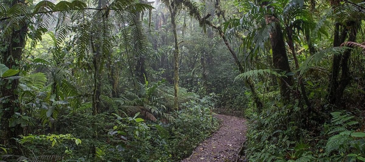 Monteverde Costa Rica – Cloud Forest Region Guide